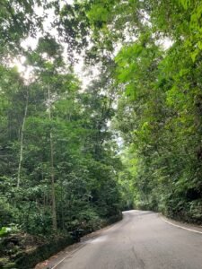 Fern Gully In Jamaica [2025]: Everything You Need to Know