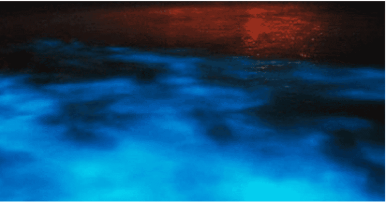 Luminous Lagoon (Glistening Waters) in Falmouth, Jamaica [2026]