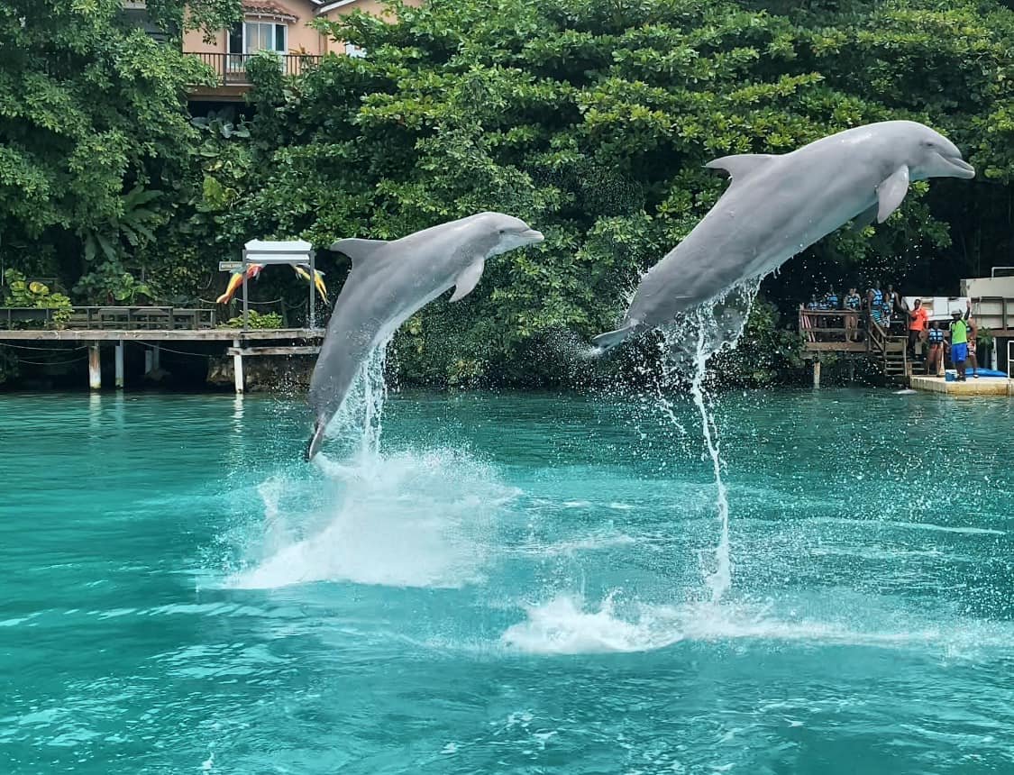 Dolphin Cove, Jamaica [2026]: Everything You Need to Know