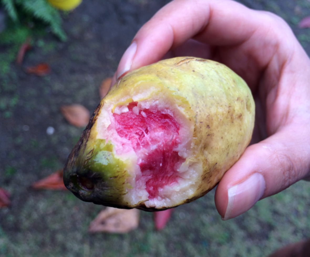 33 Jamaican Fruits You Must Try [2025]