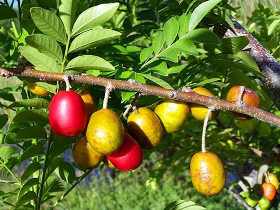 33 Jamaican Fruits You Must Try [2026]